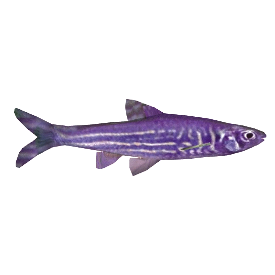 Malabar Danio (Thom) | ZT2 Download Library Wiki | Fandom