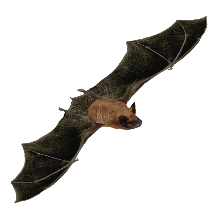 Serotine Bat (Ulquiorra) | ZT2 Download Library Wiki | Fandom