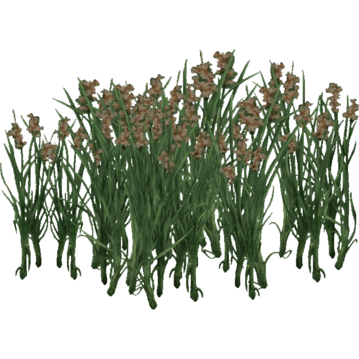 Giant Bulrush (Hispa Designs) | ZT2 Download Library Wiki | Fandom