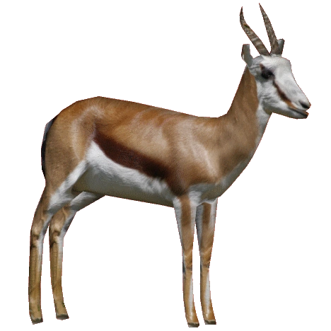 Springbok (Robert) | ZT2 Download Library Wiki | Fandom