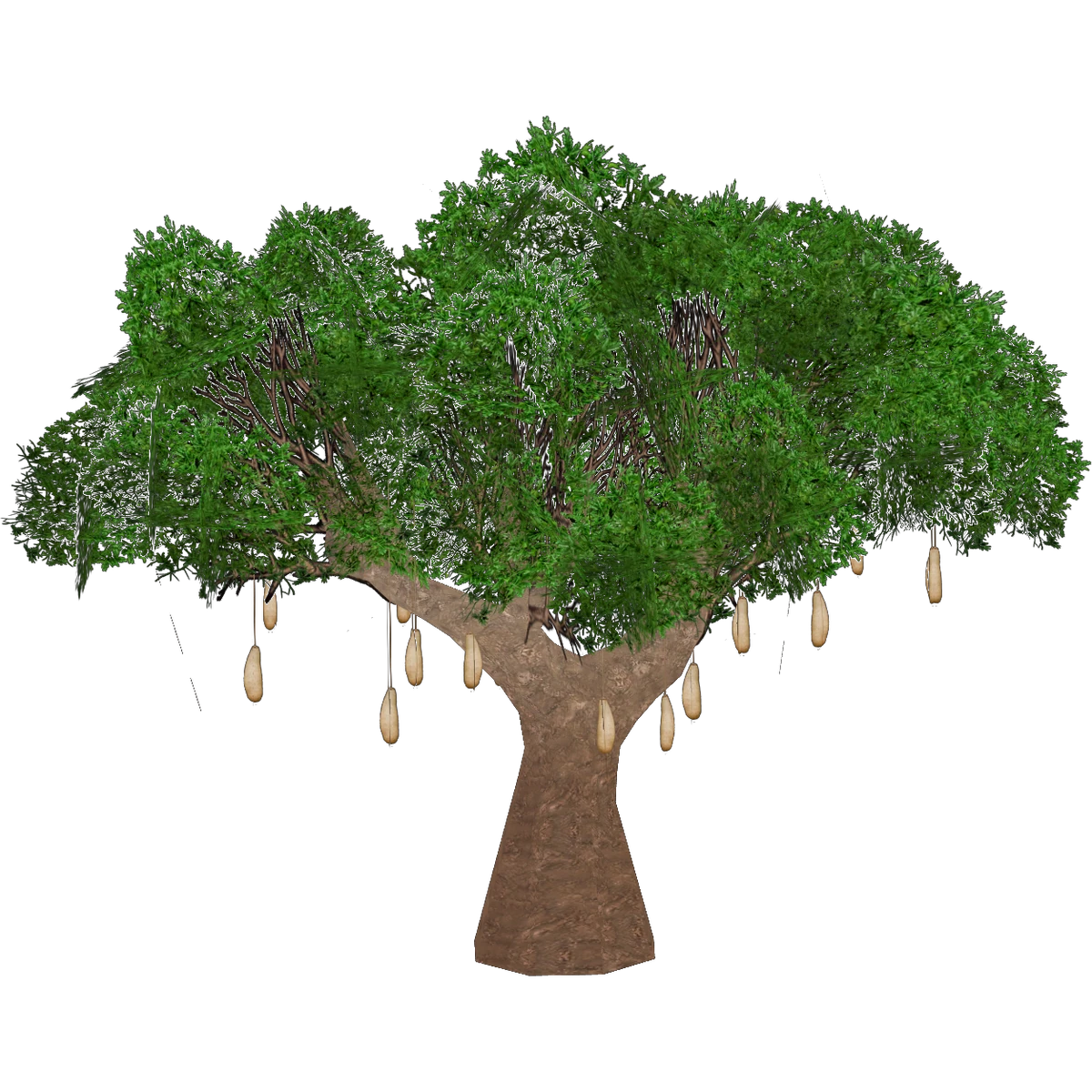 Sausage Tree (NanoLancensis) | ZT2 Download Library Wiki | Fandom