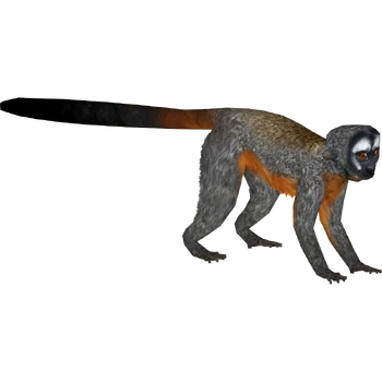 Black-headed Night Monkey (Bunteriro) | ZT2 Download Library Wiki | Fandom