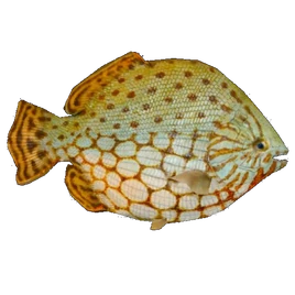Dapedium (Imago) | ZT2 Download Library Wiki | Fandom