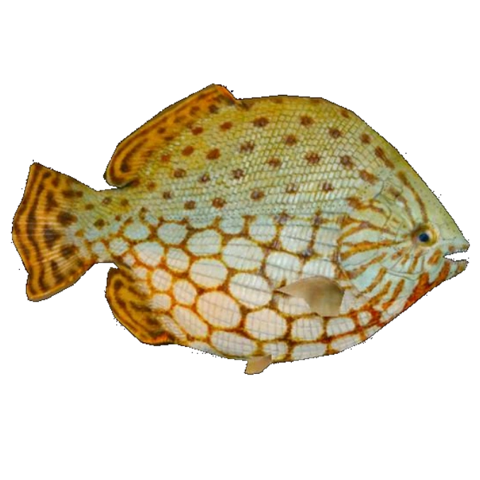 Dapedium (Imago) | ZT2 Download Library Wiki | Fandom