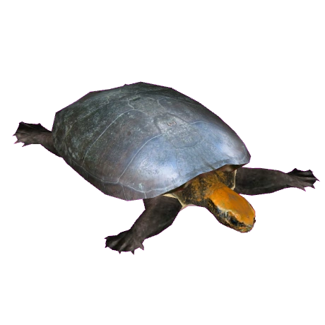 Central American River Turtle (Flish) | ZT2 Download Library Wiki | Fandom