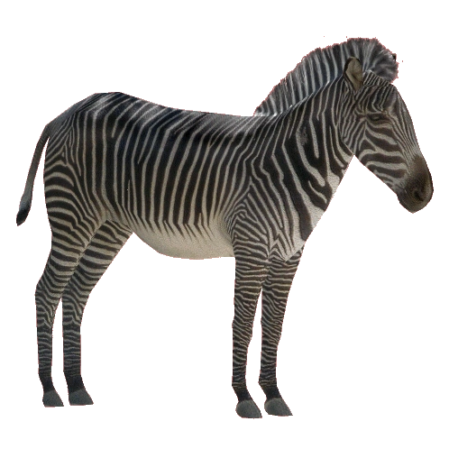 Grévy's Zebra (Robert, Royboy407 & Tom) | ZT2 Download Library Wiki ...