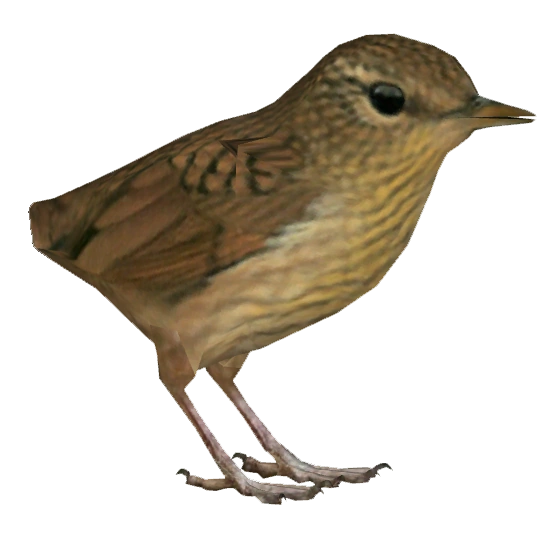 Stephen Island Wren (Whalebite)/Version 2 | ZT2 Download Library Wiki ...