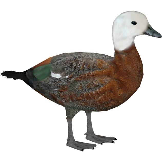 Paradise Shelduck