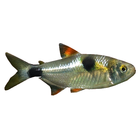 Bucktooth Tetra