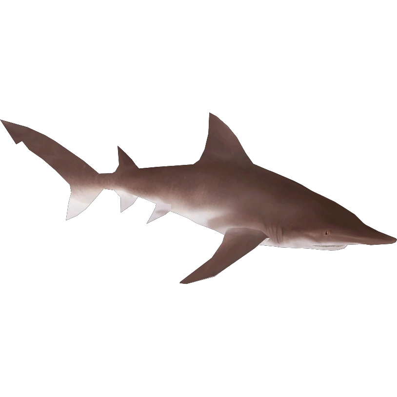 Daggernose Shark (Buffzoo & SharkingAround) | ZT2 Download Library Wiki | Fandom