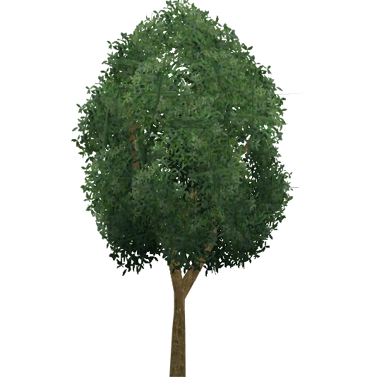 Schima Tree (Aurora Designs) | ZT2 Download Library Wiki | Fandom