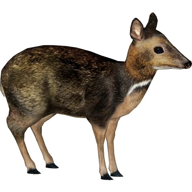 Philippine Mouse Deer Pilandok