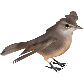 Basra Reed Warbler (Whalebite) | ZT2 Download Library Wiki | Fandom