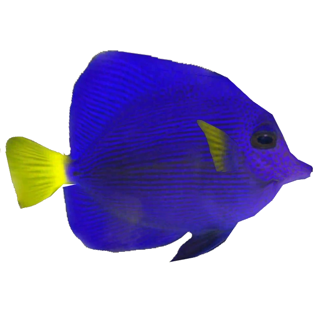 Purple Tang Fish