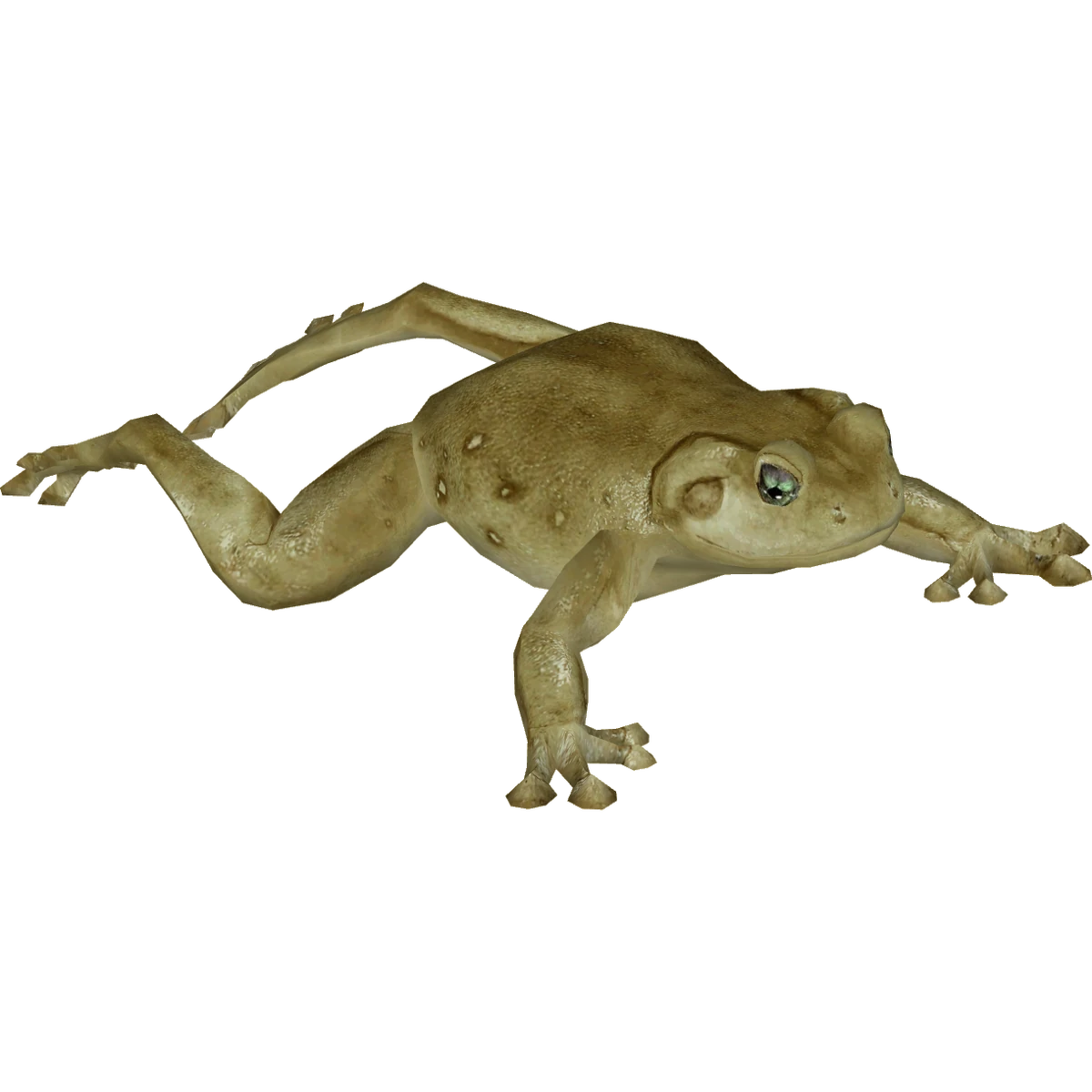 Gastric Brooding Frog (ZoologicalBotanist) | ZT2 Download Library Wiki ...