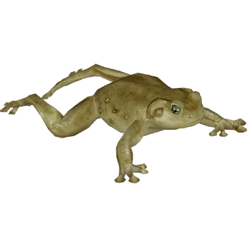 Gastric Brooding Frog (ZoologicalBotanist) | ZT2 Download Library Wiki ...