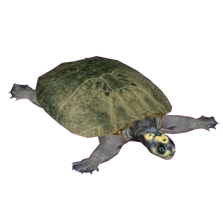 Arrau Turtle (Flish) | ZT2 Download Library Wiki | Fandom