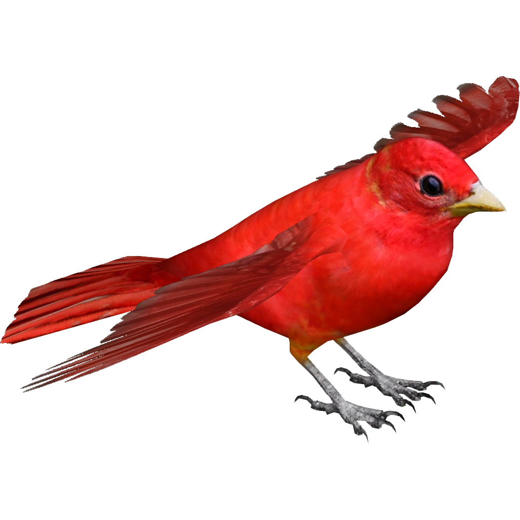 Summer Tanager (Bunteriro) | ZT2 Download Library Wiki | Fandom