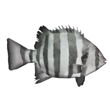 Striped Beakfish