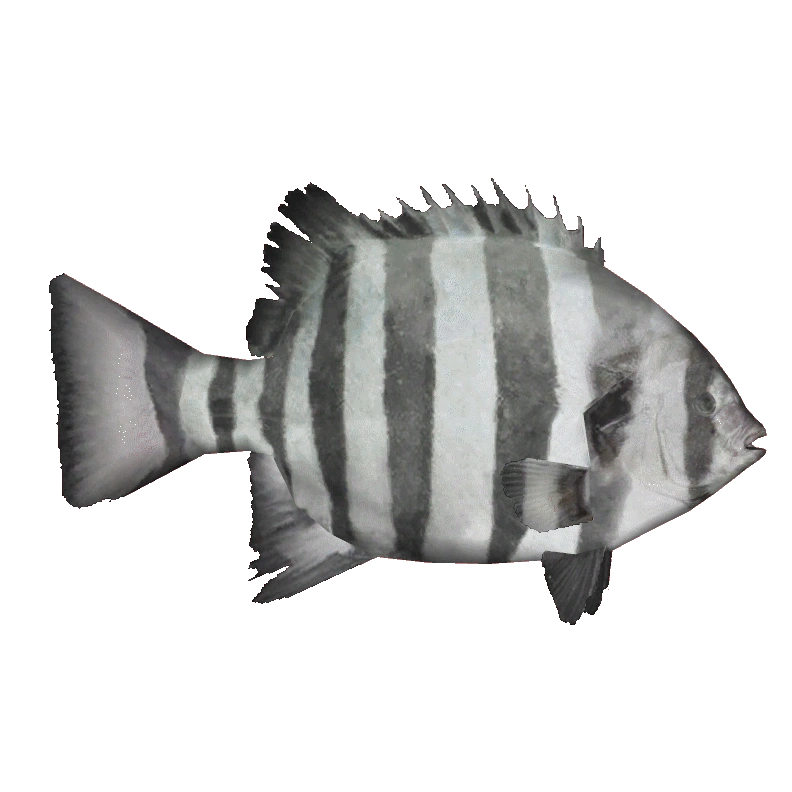 Striped Beakfish (Thom) | ZT2 Download Library Wiki | Fandom