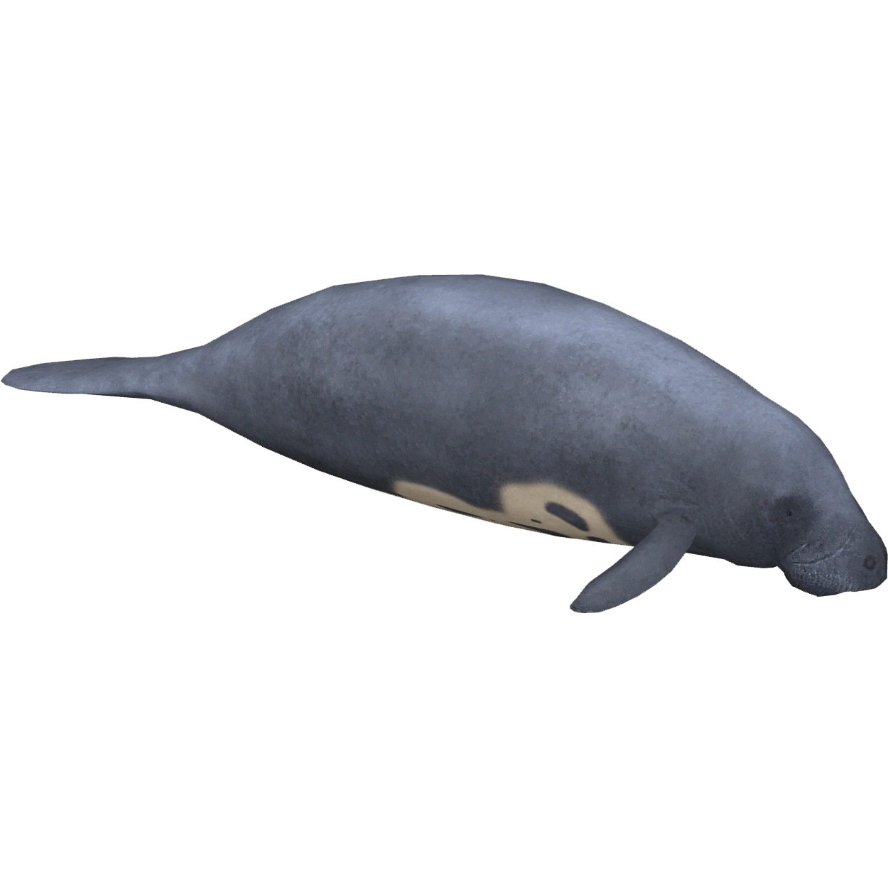 Amazonian Manatee