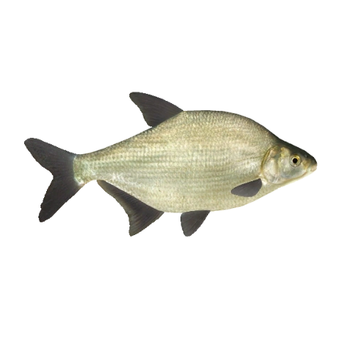 Common Bream (PaJaS30) | ZT2 Download Library Wiki | Fandom