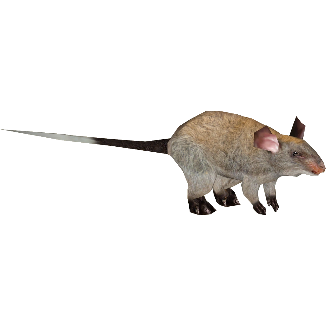 Black-footed Tree Rat (Tamara Henson) | ZT2 Download Library Wiki | Fandom