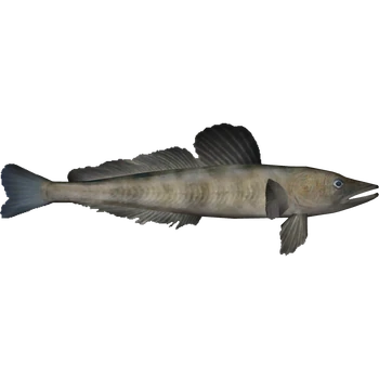 Mackerel Icefish (Whalebite) | ZT2 Download Library Wiki | Fandom