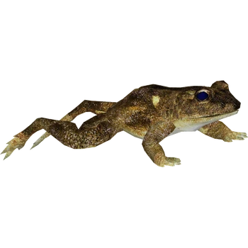 Fiji Ground Frog (MasterChief123) | ZT2 Download Library Wiki | Fandom