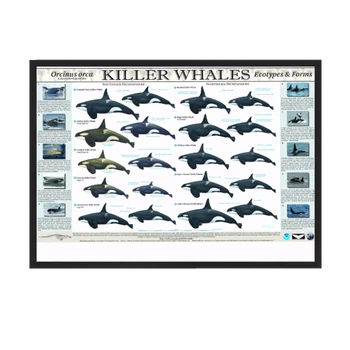 Framed Posters (Zeta-Designs) | ZT2 Download Library Wiki | Fandom