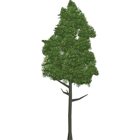 Common Whitebeam (Zeta-Designs) | ZT2 Download Library Wiki | Fandom