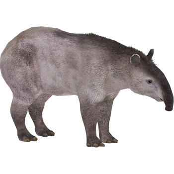 European Tapir (Demon Hunter) | ZT2 Download Library Wiki | Fandom
