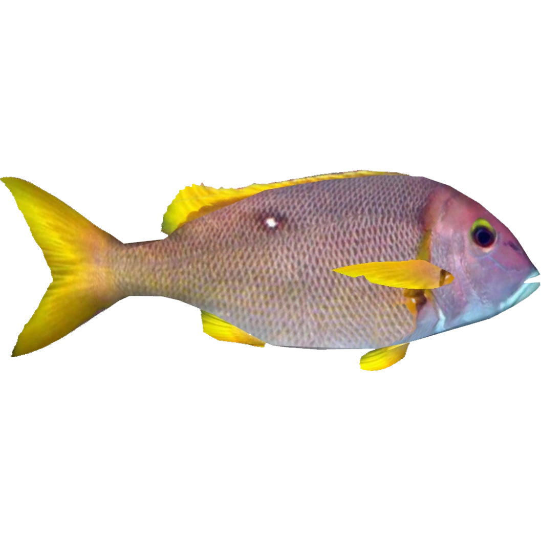 Star Snapper (Dycki1231) | ZT2 Download Library Wiki | Fandom