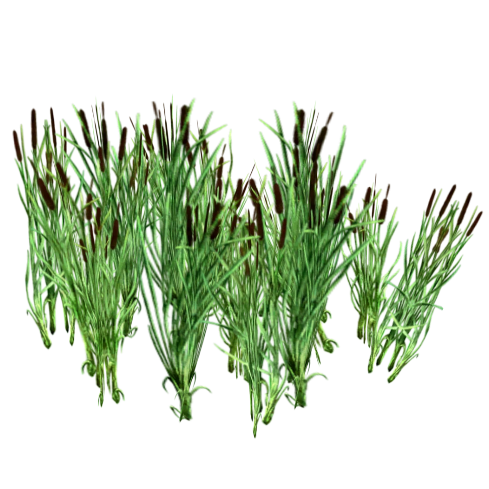 Bulrushes (HENDRIX) | ZT2 Download Library Wiki | Fandom