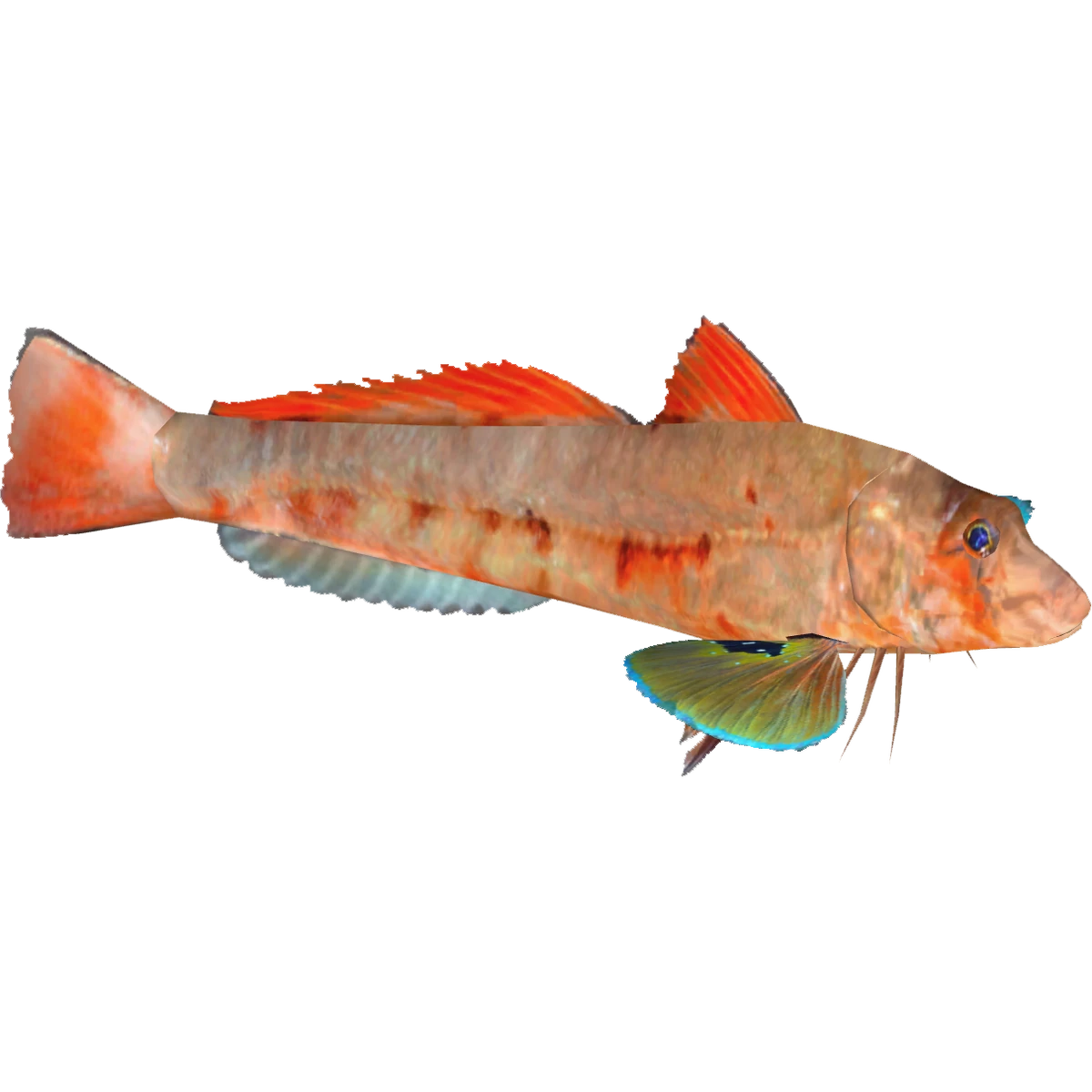 Red Sea Robin (Dycki1231) | ZT2 Download Library Wiki | Fandom