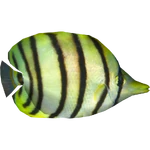 Category:Marine Fishes | ZT2 Download Library Wiki | Fandom