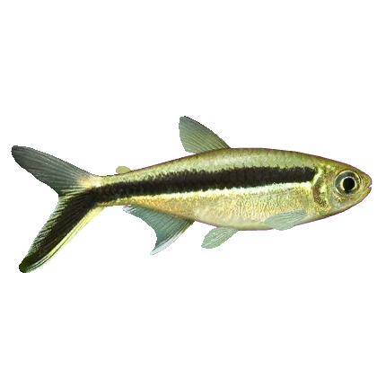 False Penguin Tetra (PaJaS30) | ZT2 Download Library Wiki | Fandom