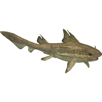 Hybodus (HENDRIX) | ZT2 Download Library Wiki | Fandom