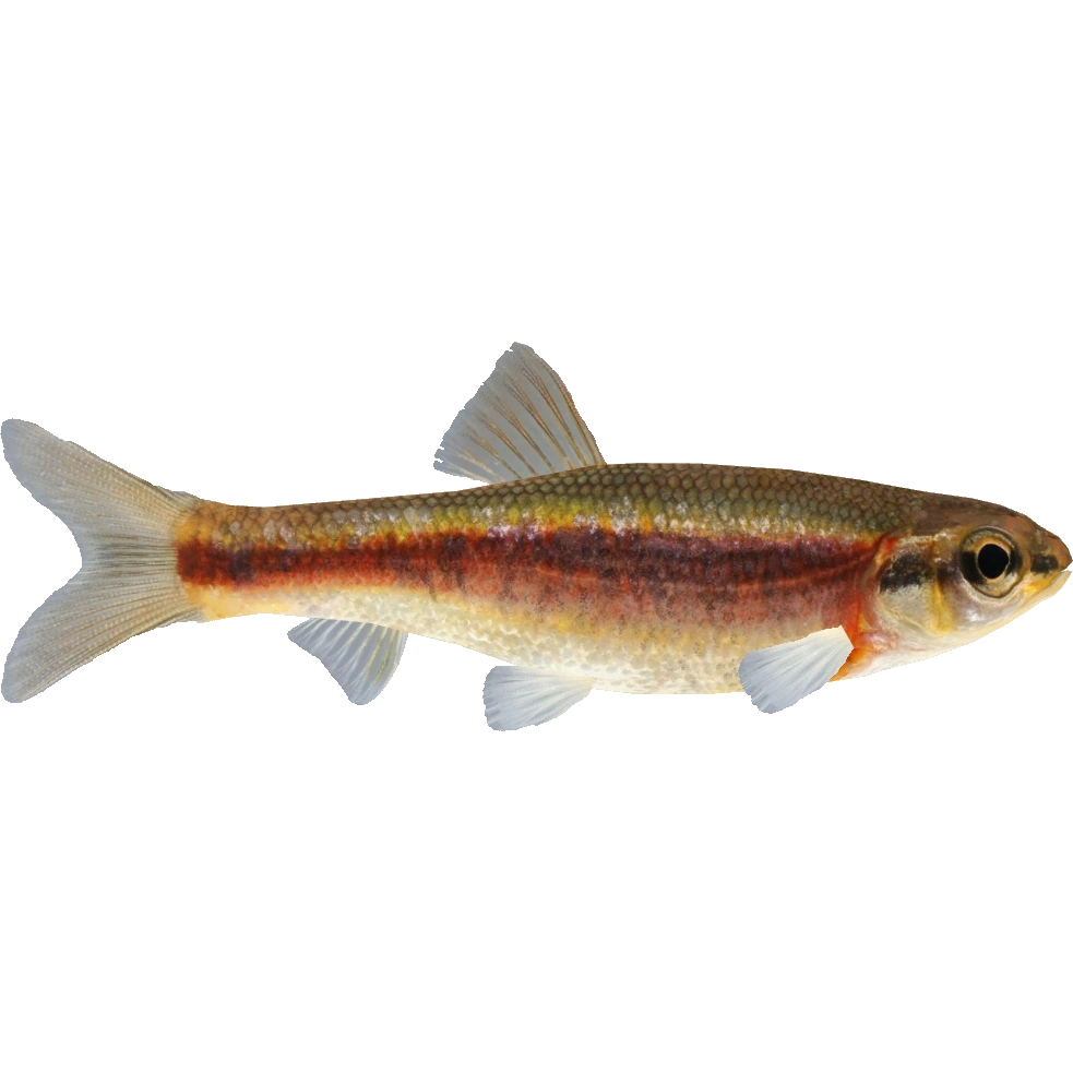 Rosyside Dace (Brzoza) | ZT2 Download Library Wiki | Fandom