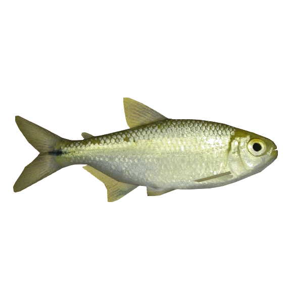 Mexican Tetra (Fishzilla) | ZT2 Download Library Wiki | Fandom