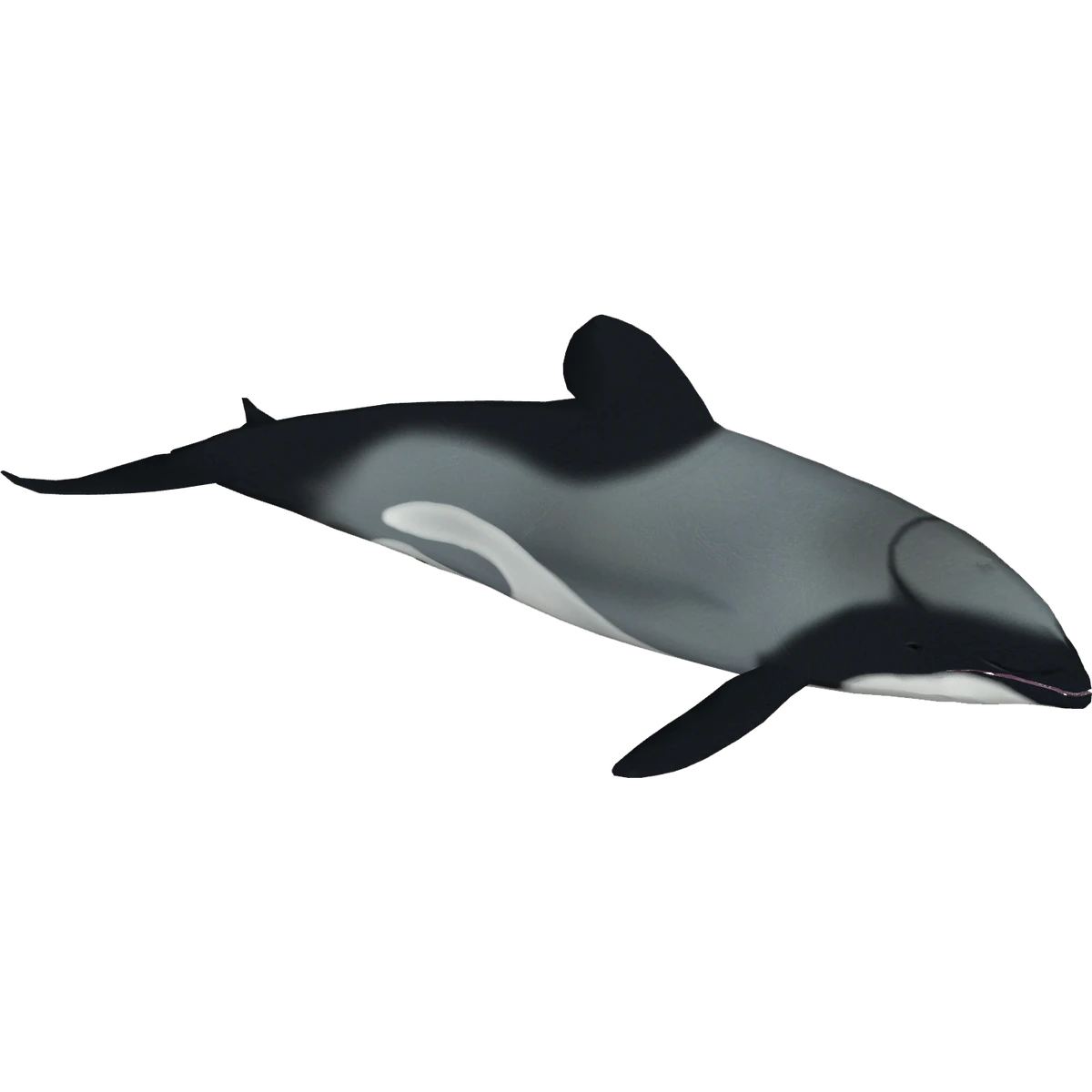 Hector's Dolphin (Moana Designs) | ZT2 Download Library Wiki | Fandom