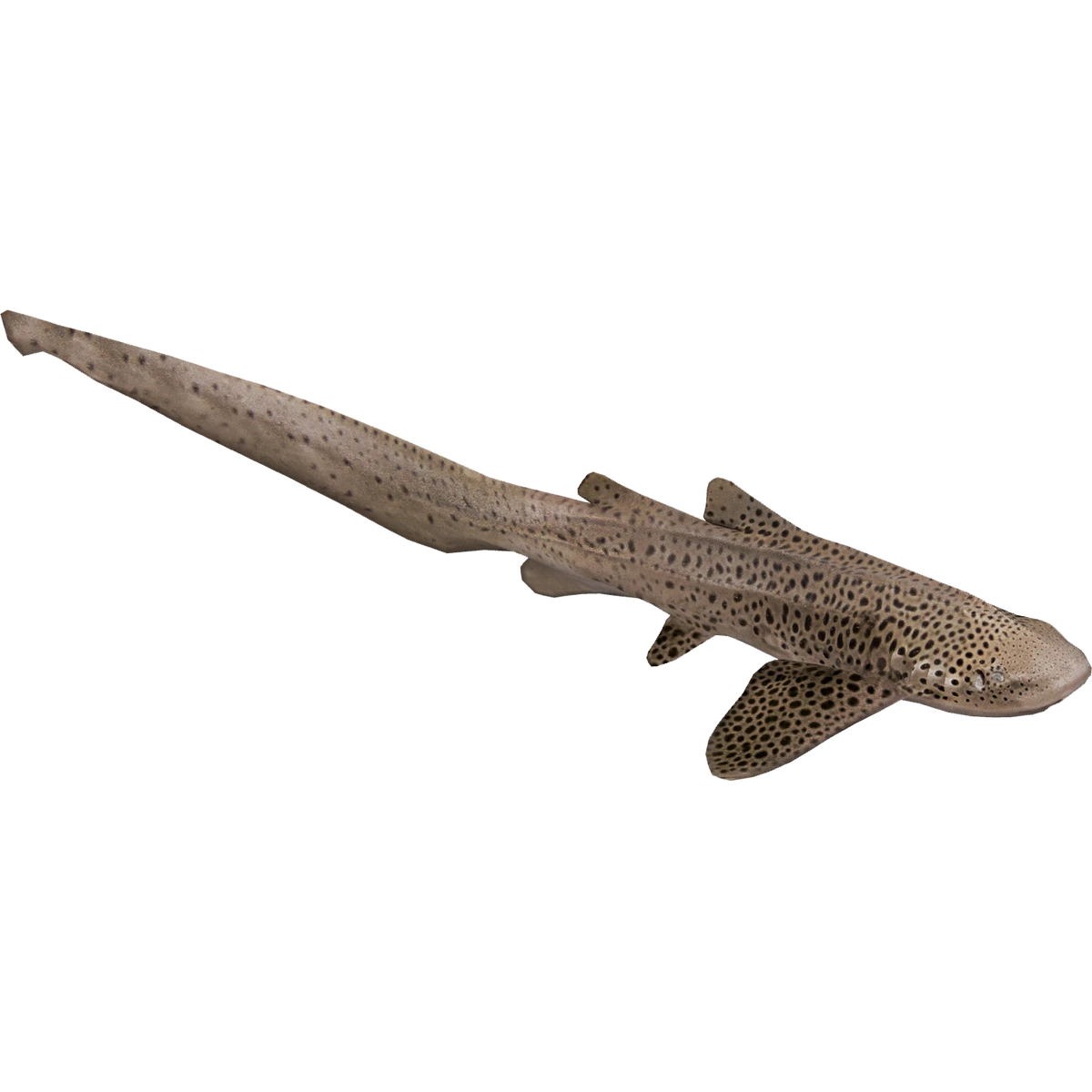 Zebra Shark (Zerosvalmont) | ZT2 Download Library Wiki | Fandom