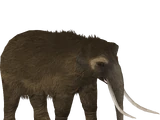 Category:Stegodonts | ZT2 Download Library Wiki | Fandom