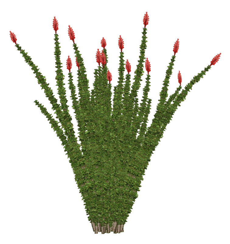 Ocotillo (Aurora Designs) | ZT2 Download Library Wiki | Fandom