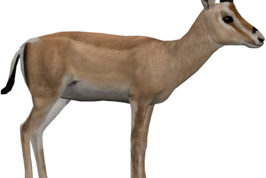 extinct gazelle