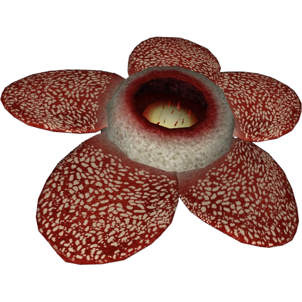 Rafflesia Png