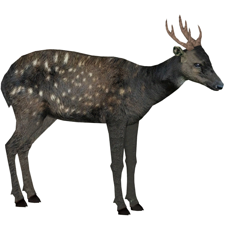 Visayan Spotted Deer