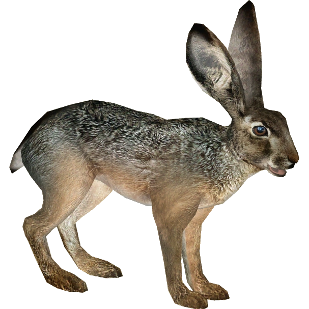 Black-tailed Jackrabbit (Ulquiorra) | ZT2 Download Library Wiki | Fandom