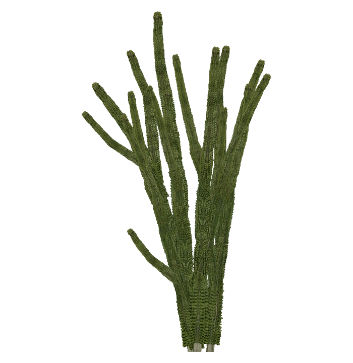 Madagascar Ocotillo (Aurora Designs) | ZT2 Download Library Wiki | Fandom