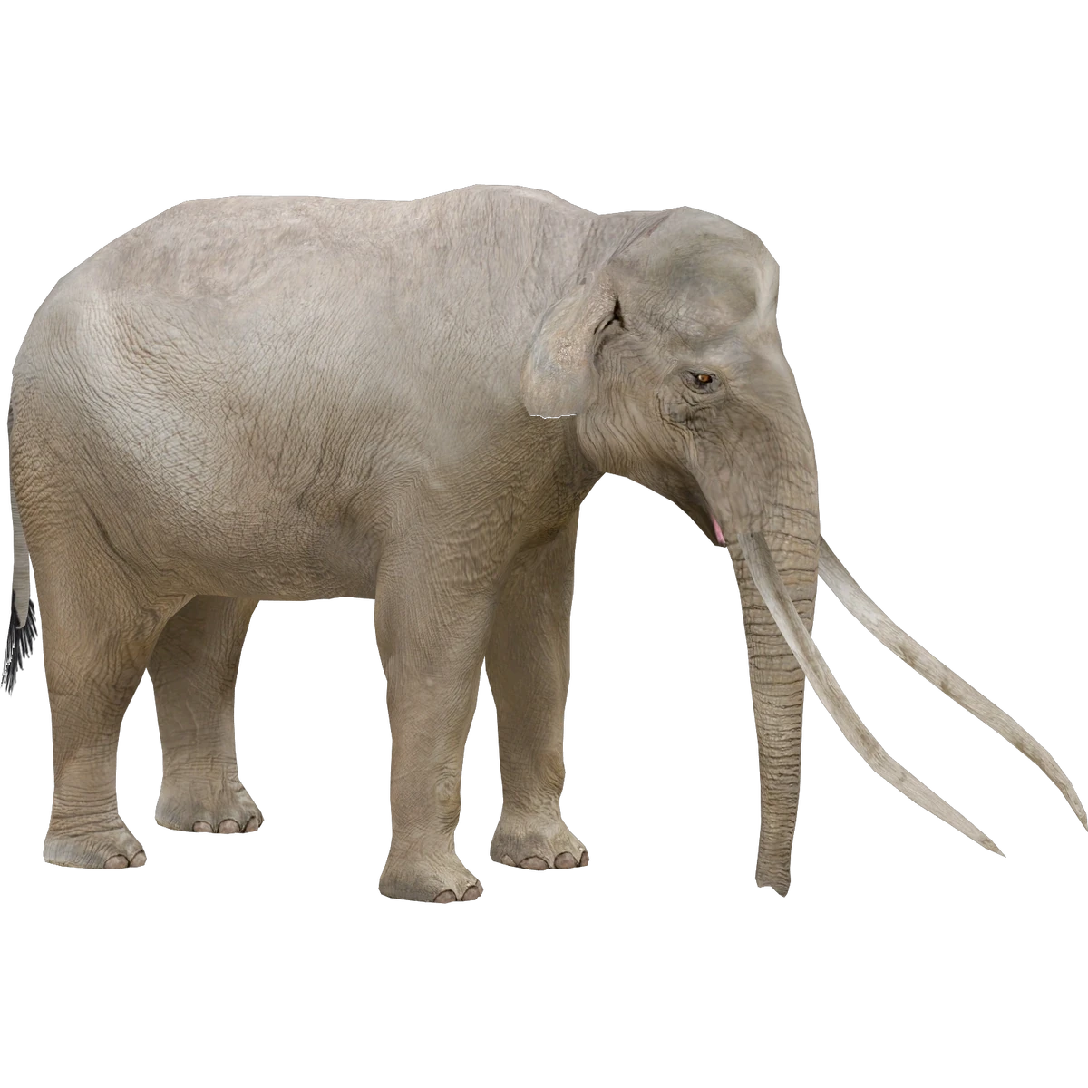 Pomel's Elephant (Palaeoloxodon28) | ZT2 Download Library Wiki | Fandom